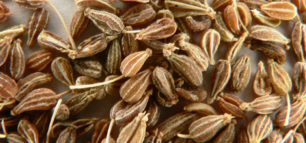 Funcho: benefícios e como usar essa planta no dia a dia