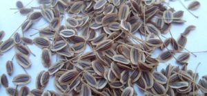 Chá de endro: veja para que serve e como preparar