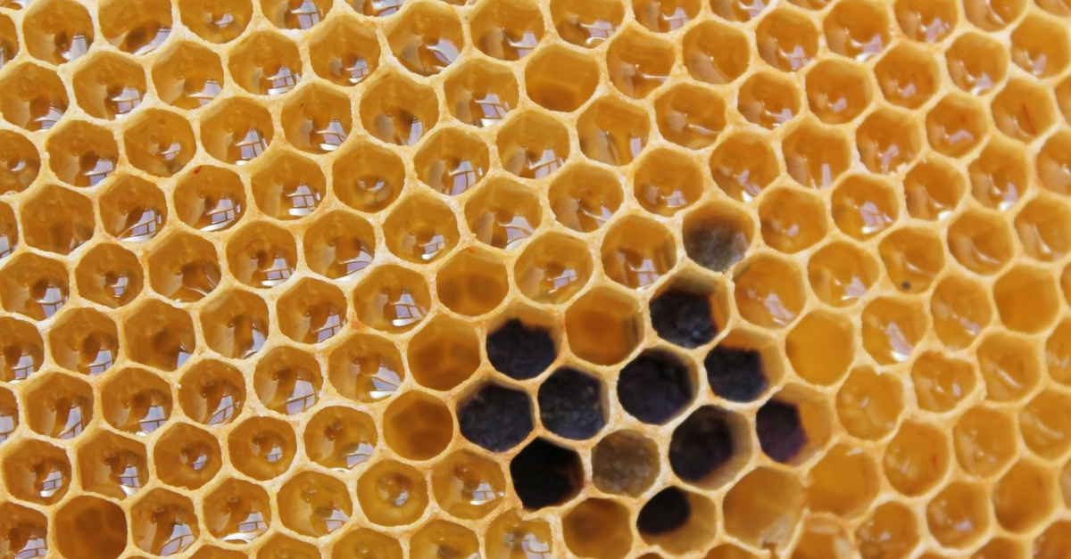 O que é, sintomas e como tratar a tripofobia