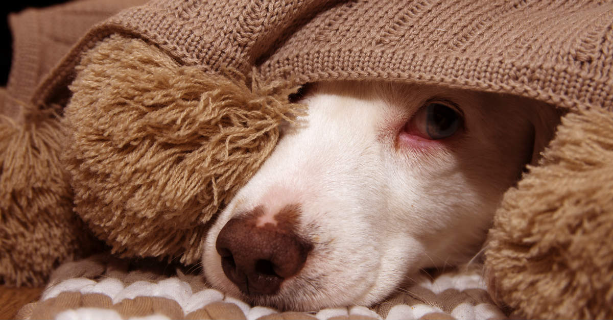 10 sinais que seu cachorro está doente e você precisa tomar providências