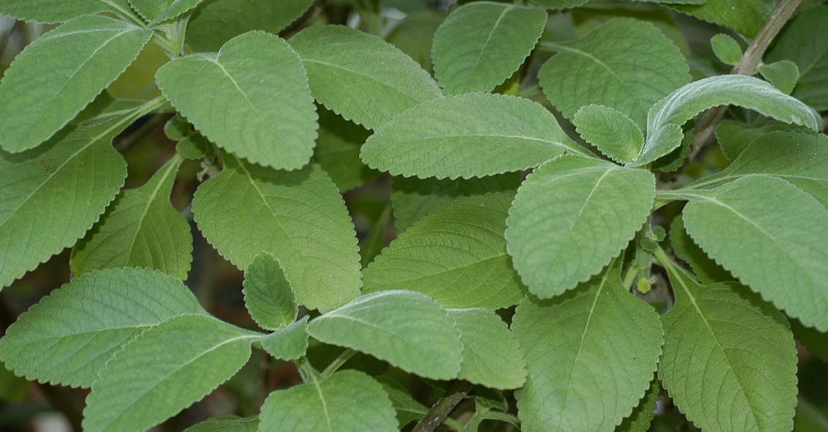 O que é e para que serve o boldo? Veja como plantar em casa