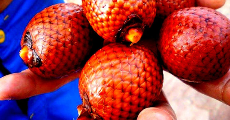 Buriti: benefícios da fruta e como consumir