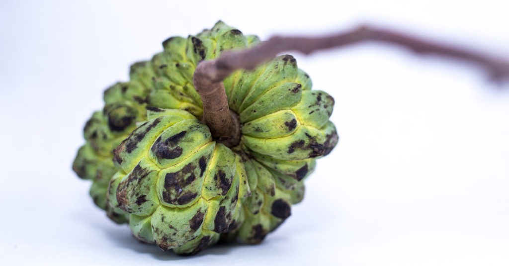 Fruta-do-conde: conheça suas propriedades e benefícios