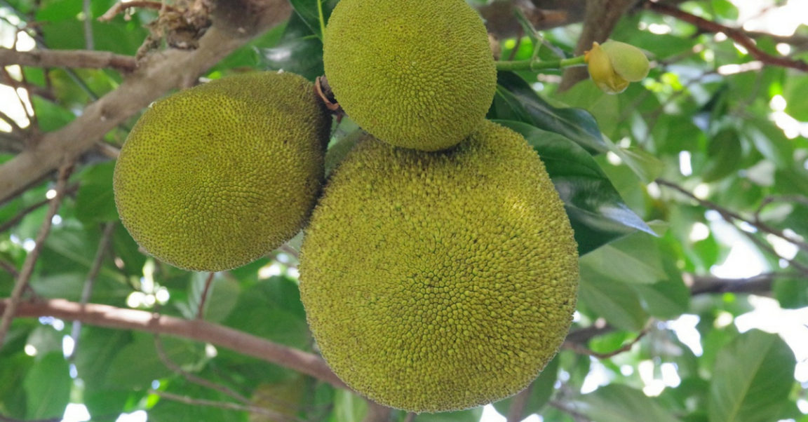 Descubra quais os benefícios da fruta-pão para a saúde