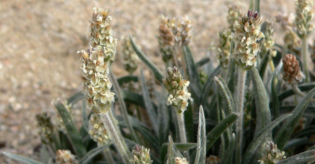 Psyllium: o que é, benefícios e como usar