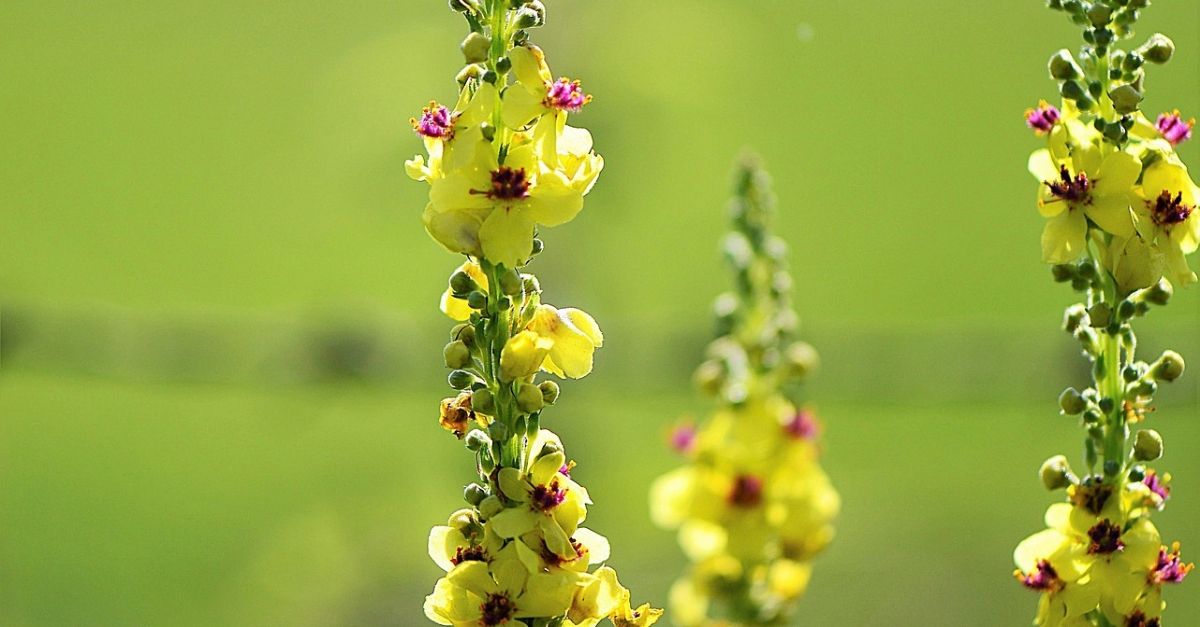 Verbasco: conheça os benefícios da planta e como preparar