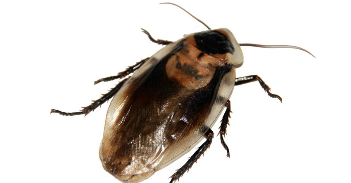 O que significa sonhar com barata? Só em pensar, você já se arrepia.
