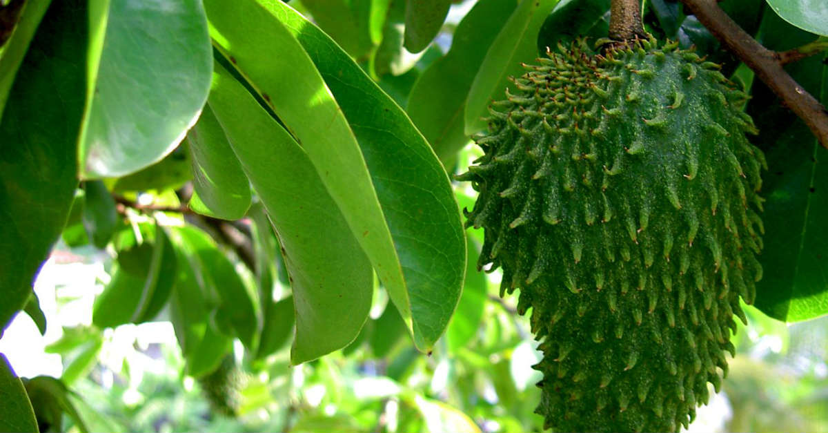 Conheça receitas e benefícios do suco de graviola