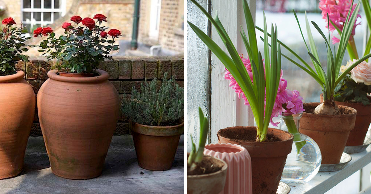 Como escolher o vaso ideal para as suas plantas