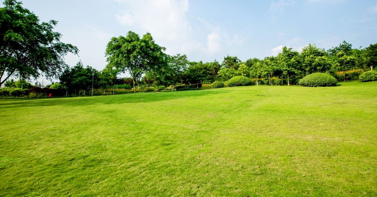 5 Tipos de grama: conheça as características para escolher a grama ideal