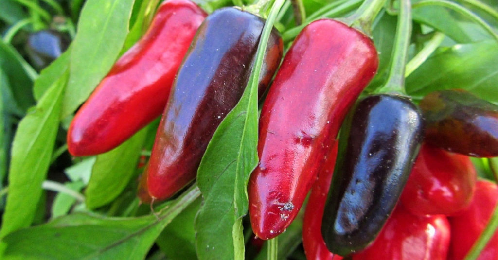8 Diferentes tipos de pimentas