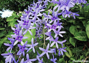 Trepadeira: conheça os tipos e como usá-las na decoração e paisagismo