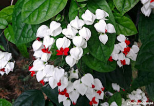 Trepadeira: conheça os tipos e como usá-las na decoração e paisagismo