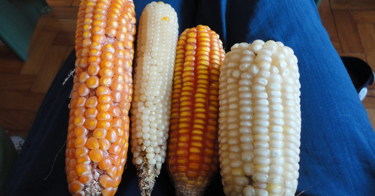 Tipos de milho: aprenda a escolher para cada receita