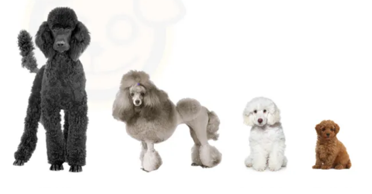 Conheça os tipos de poodle e suas características