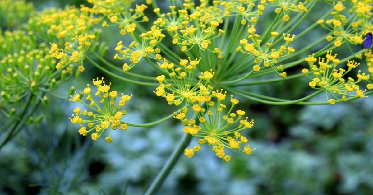 Chá de endro: veja para que serve e como preparar