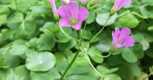 Trevo-azedo: cultive essa planta azedinha para decorar ou comer