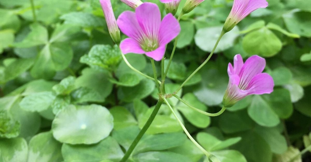 Trevo-azedo: cultive essa planta azedinha para decorar ou comer