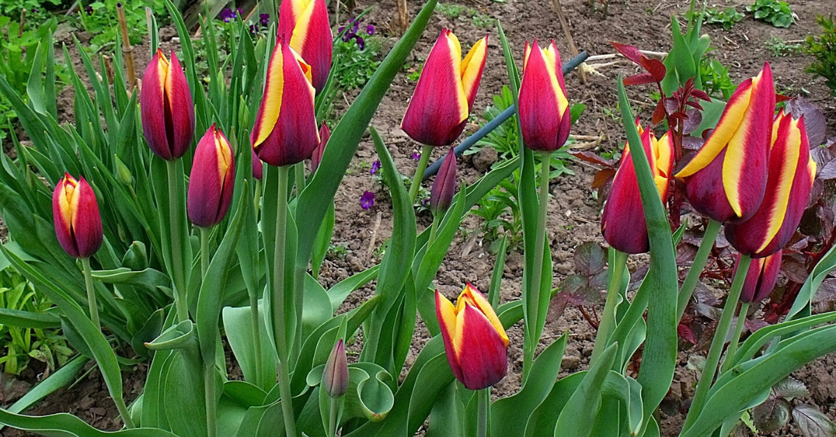Como plantar e cuidar de tulipa