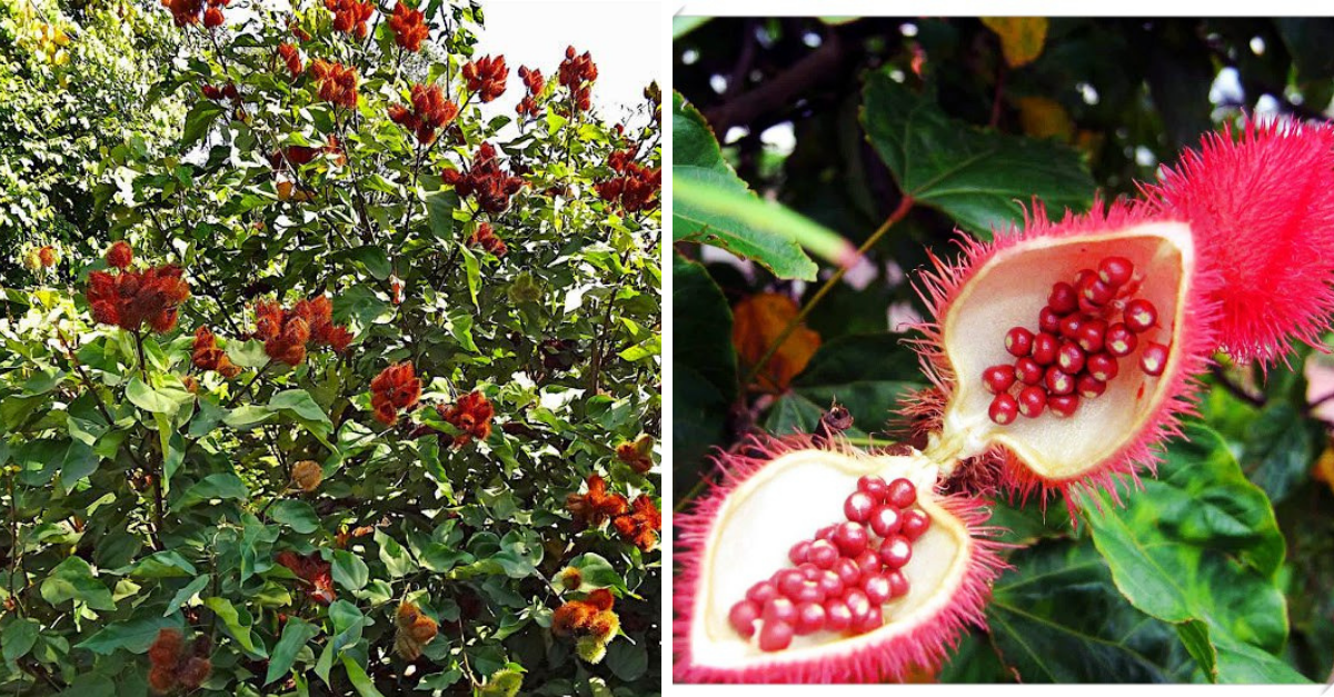 Como plantar urucum no quintal de casa