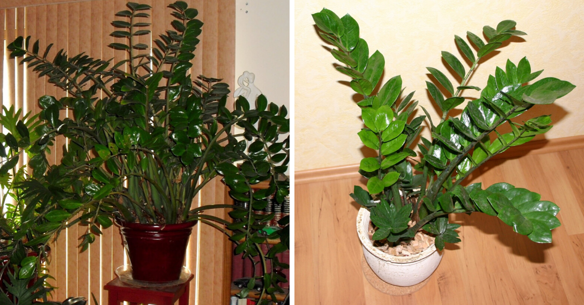 Zamioculca: como cultivar e decorar a casa com essa linda planta