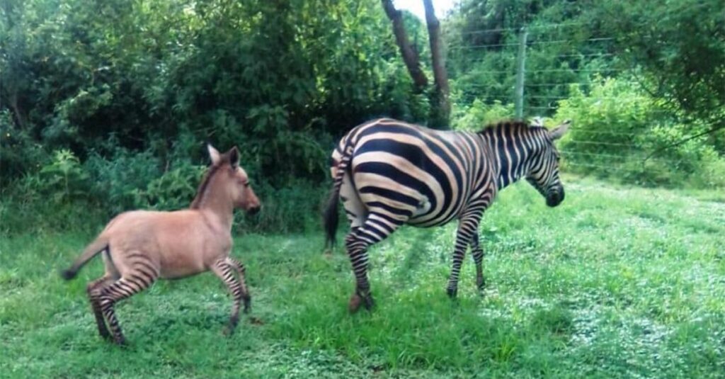 Zebra foge de parque nacional e volta prenha de filhote diferente